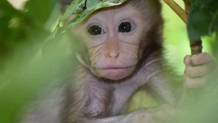 A Tender Moment as Shy Baby Monkey Meets Her Twin Soul - NewsBreak