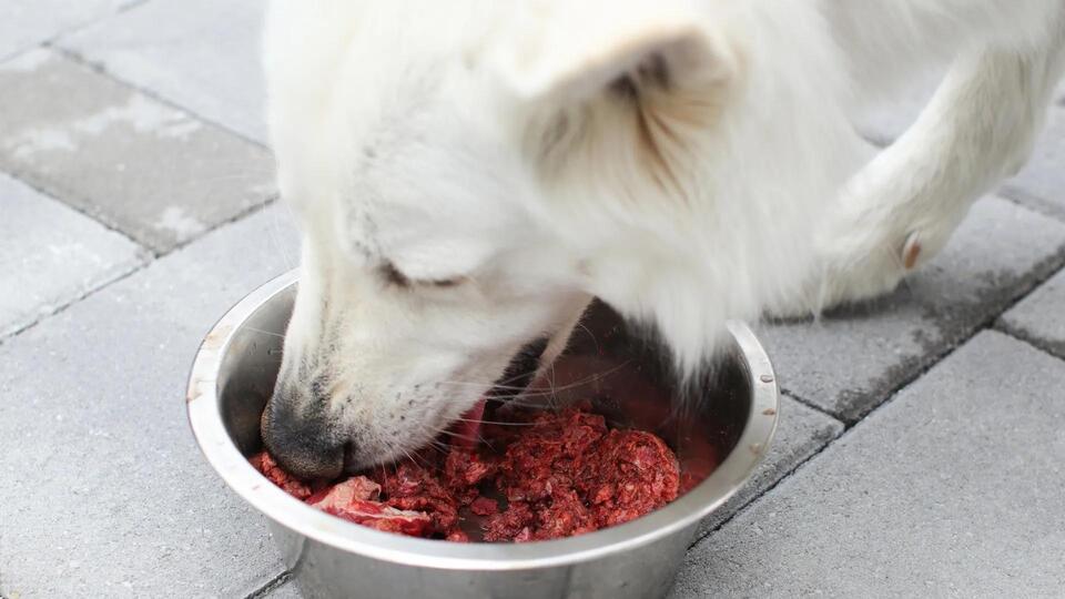 Dog owners warned to discard raw food sold in 9 states after listeria ...
