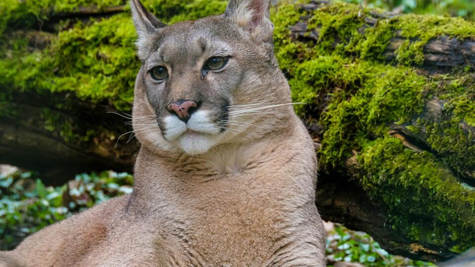 There is only U.S. state where the Florida panther still survives in ...