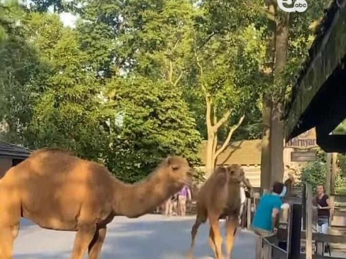 Watch: Two camels escape petting zoo at Cedar Point