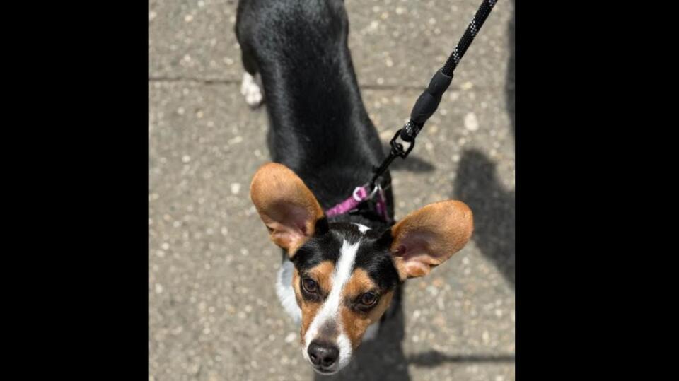 11lb Little Brody With Comically Large Ears is Still Looking for Love ...