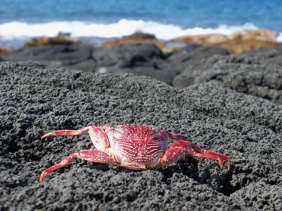 14 Types of Crabs in Hawaii You Might Spot on the Beach - NewsBreak