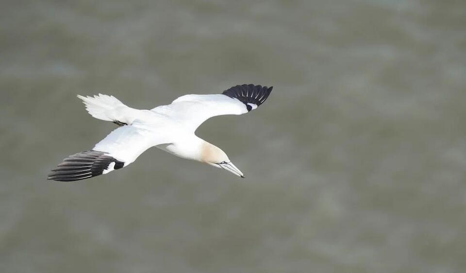 The Physics of Flight: How Birds Break Aerodynamic Rules - NewsBreak