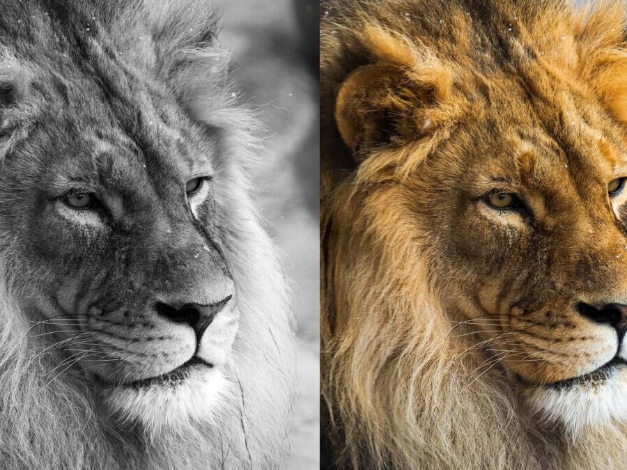 Photo Friday: Color vs. black and white