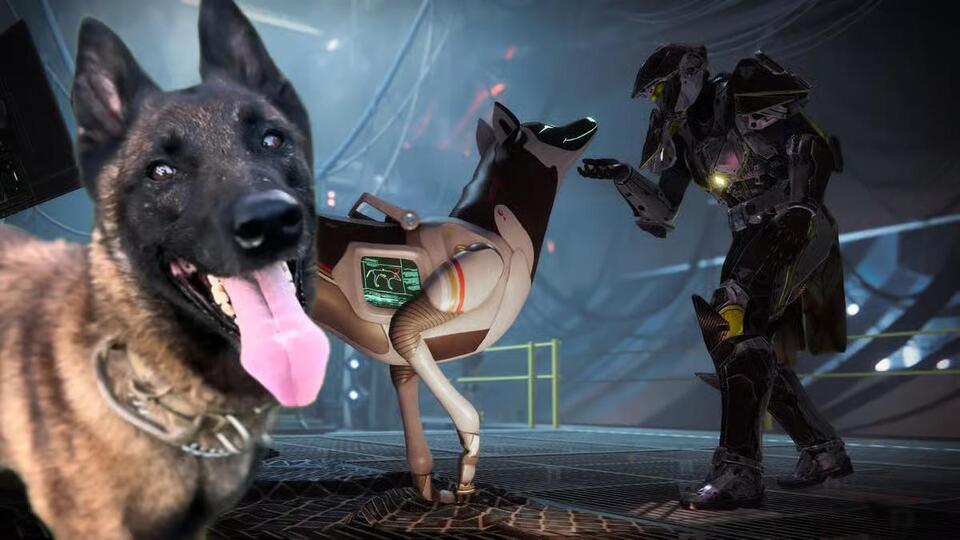 Artemis, the real-life dog behind Destiny 2’s Archie, has died - NewsBreak