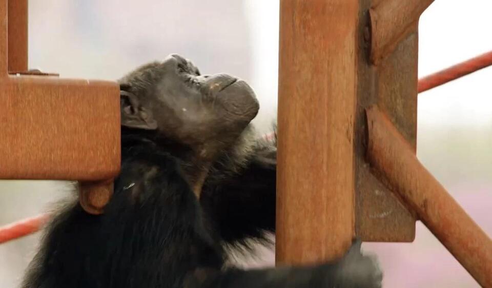 Chimpanzee Escape Prompts Lockdown at Indy Zoo - NewsBreak