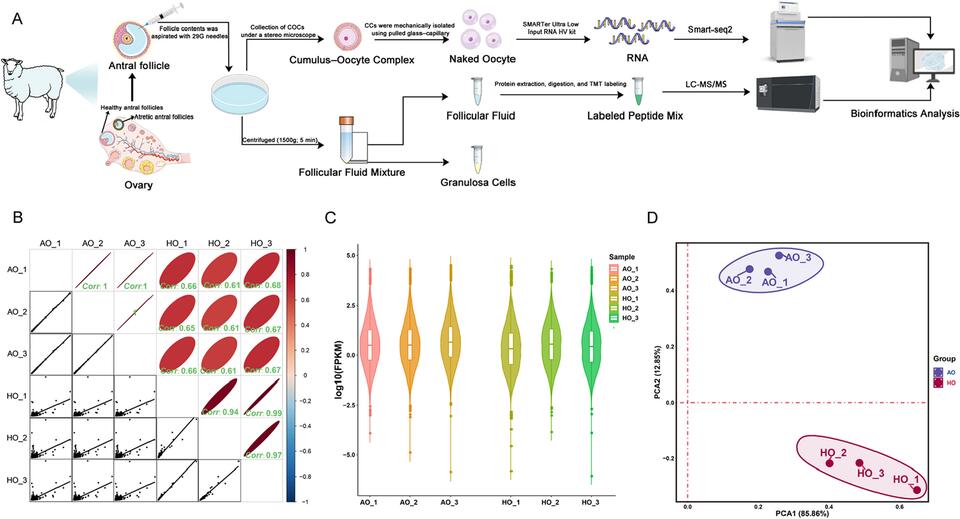 Oocyte transcriptomes and follicular fluid proteomics of ovine atretic ...