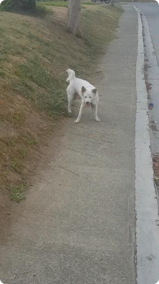 White Dog Slides Does Belly Slide Down Hill - NewsBreak