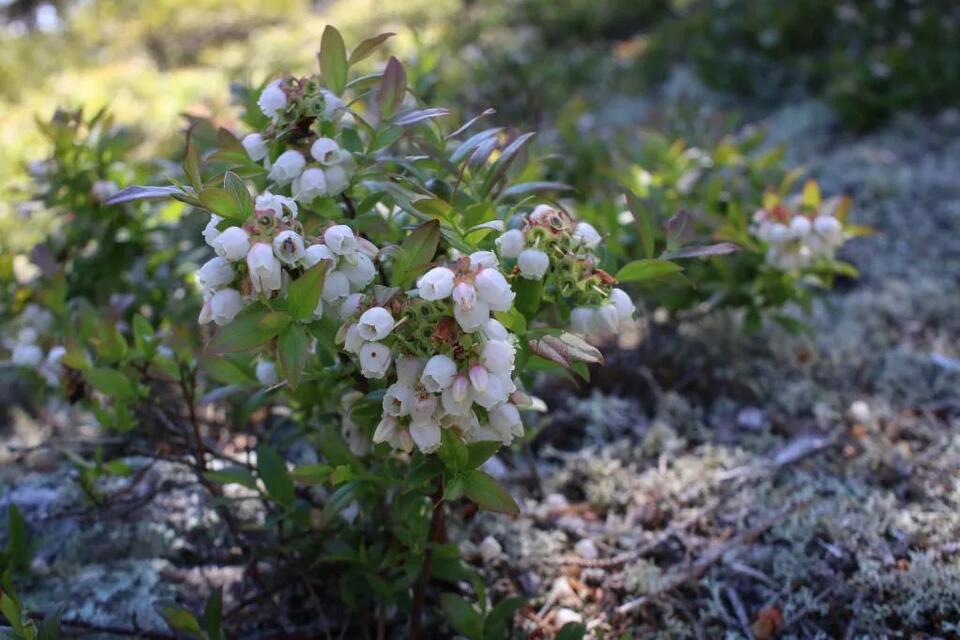 How to identify the berries you’ll see along Maine hiking trails this ...