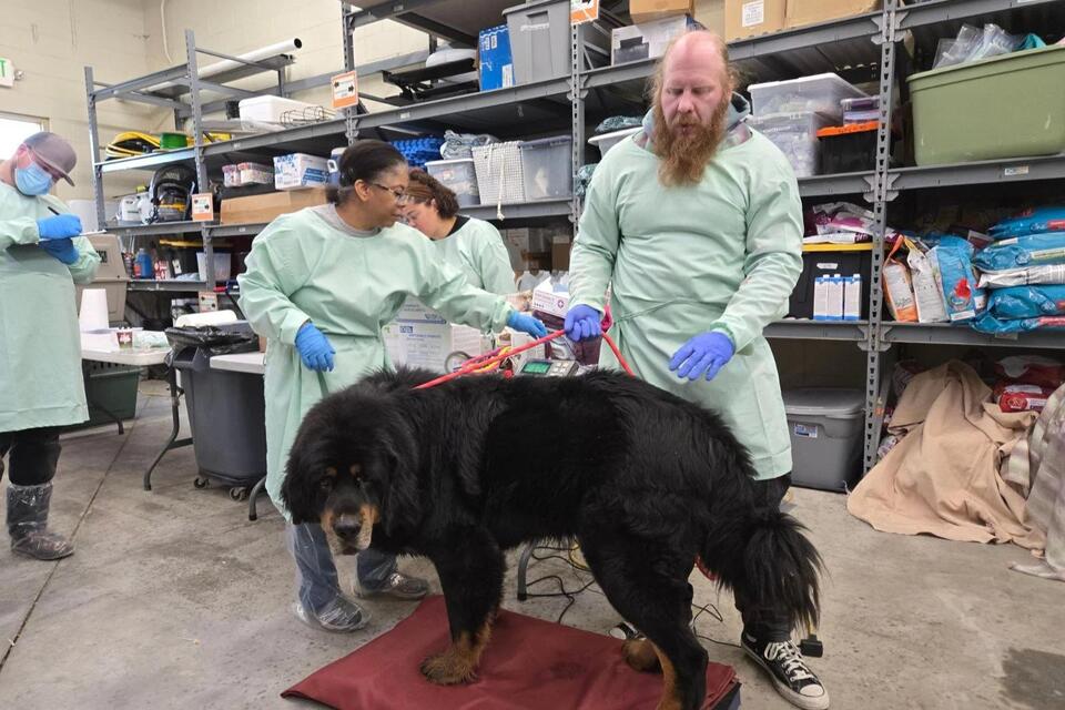 Cheyenne Shelter Takes in Over 75 Animals From Dire Situation - NewsBreak