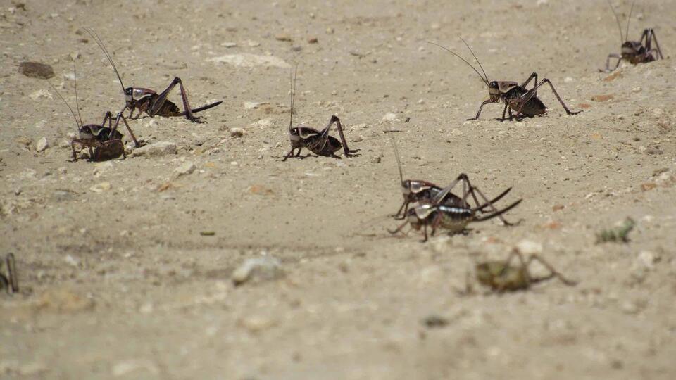 See the Viral Video Showing Millions of Crickets Invading a Couple’s ...