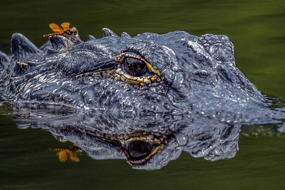 The 7 Most Alligator Infested States - NewsBreak