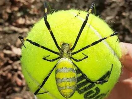 Invasive bugs on the march have their eyes on Wilmington, and we can't ...