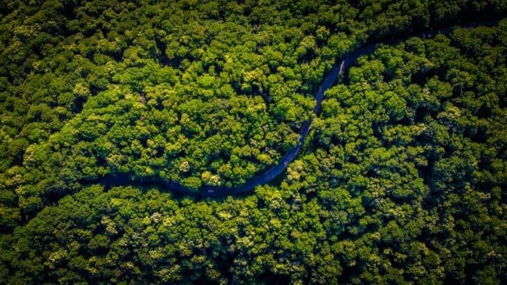 27 New Species Discovered in Peru’s Rainforest Expedition - NewsBreak