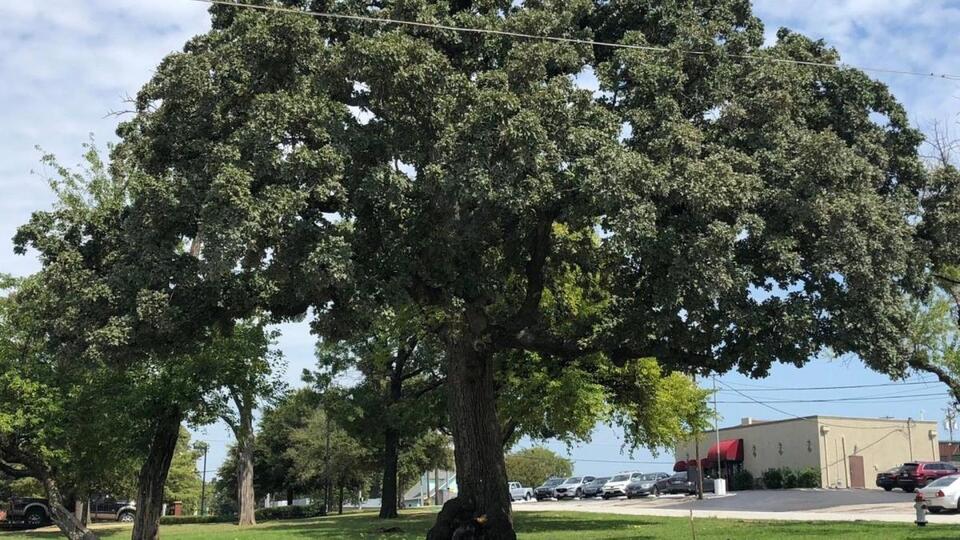 Grapevine Witness Tree Dedication: Honoring Nearly Two Centuries Of ...