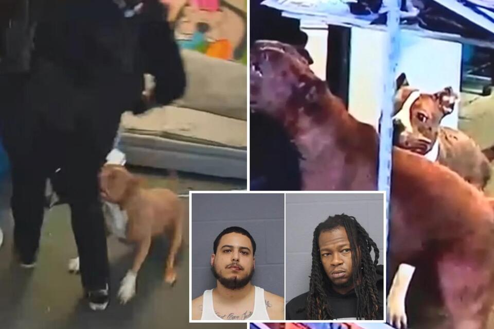 Pit bulls maul cops during wild caught-on-video raid at suspected drug ...