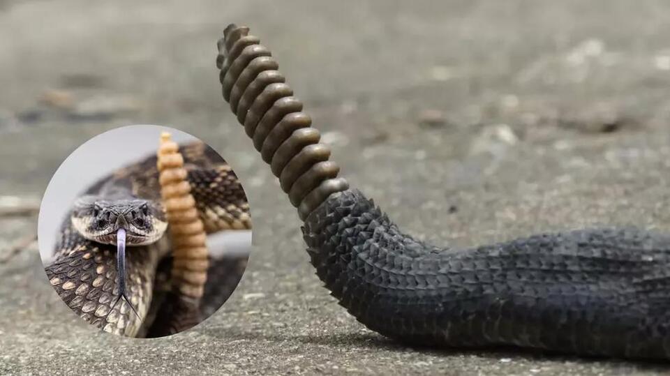 Iowa’s Most Venomous Snake is No Surprise - NewsBreak