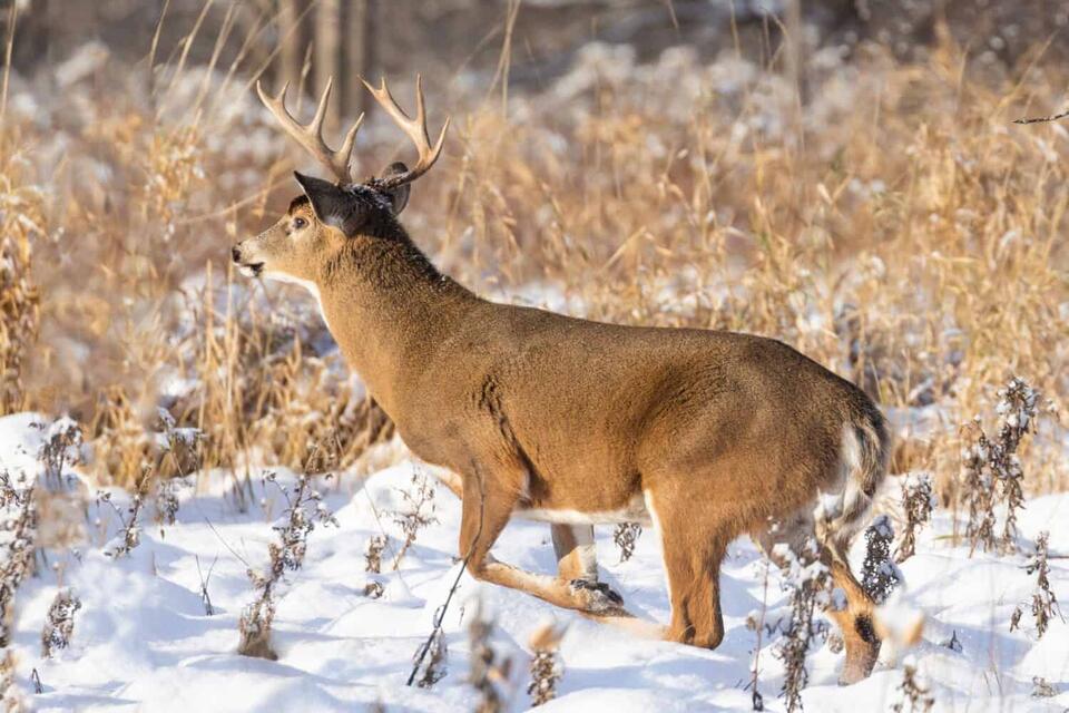 How Fast Are Deer? Top Speeds and How It Compares to Its Predators ...