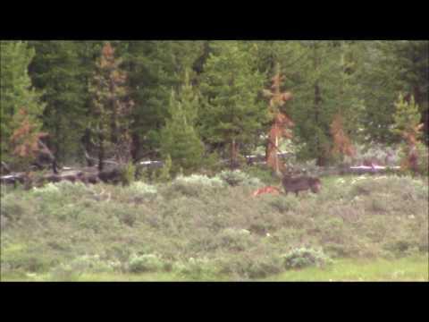 Big Black Wolf Shares Carcass With Coyotes At Yellowstone National Park ...