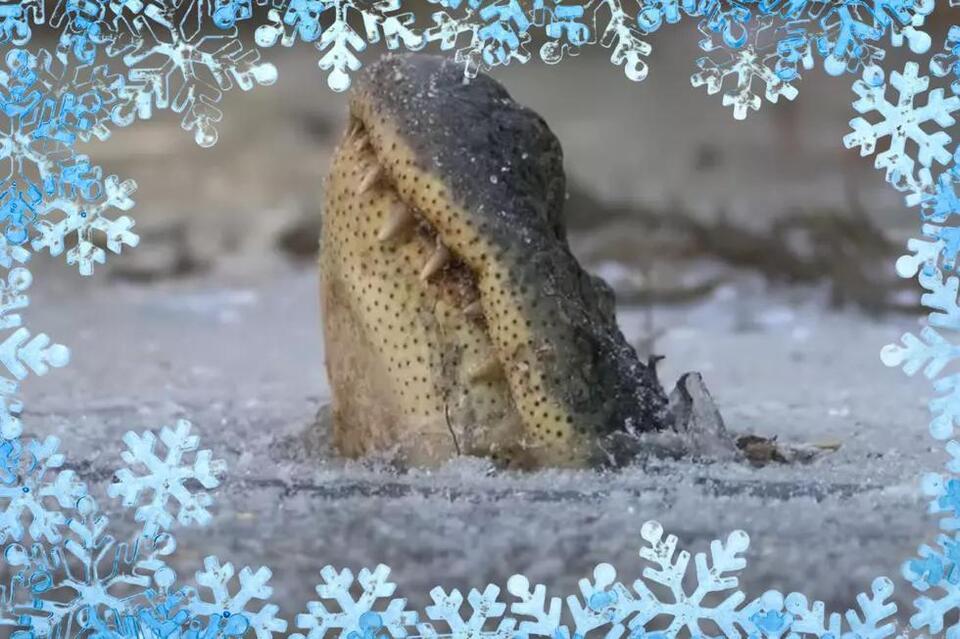 Let’s Break the Ice: Alligators in Texas are Freezing Alive - NewsBreak