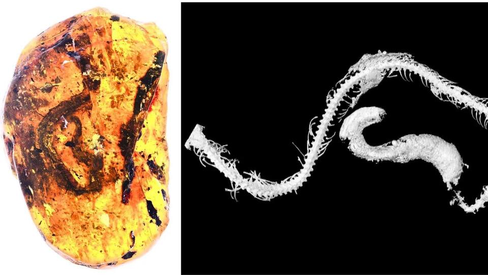 The Oldest Ever Baby Snake Fossil Found in Tiny Piece of Amber From 99 ...