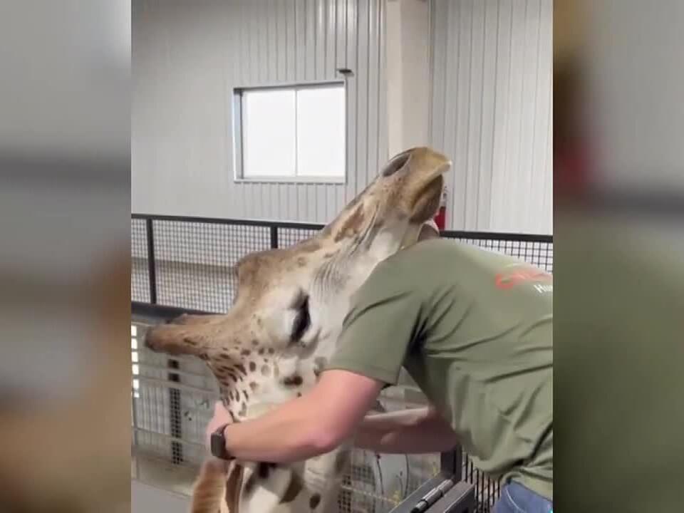 Oklahoma chiropractor goes viral after adjusting a giraffe in Ardmore