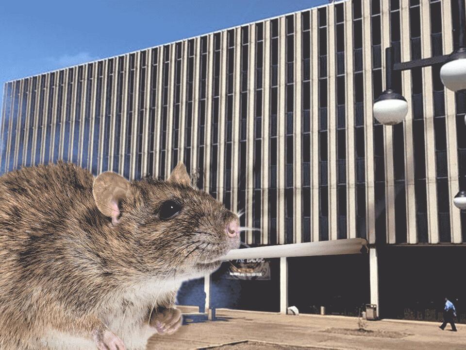 Stoner rats found eating up marijuana in New Orleans police evidence ...