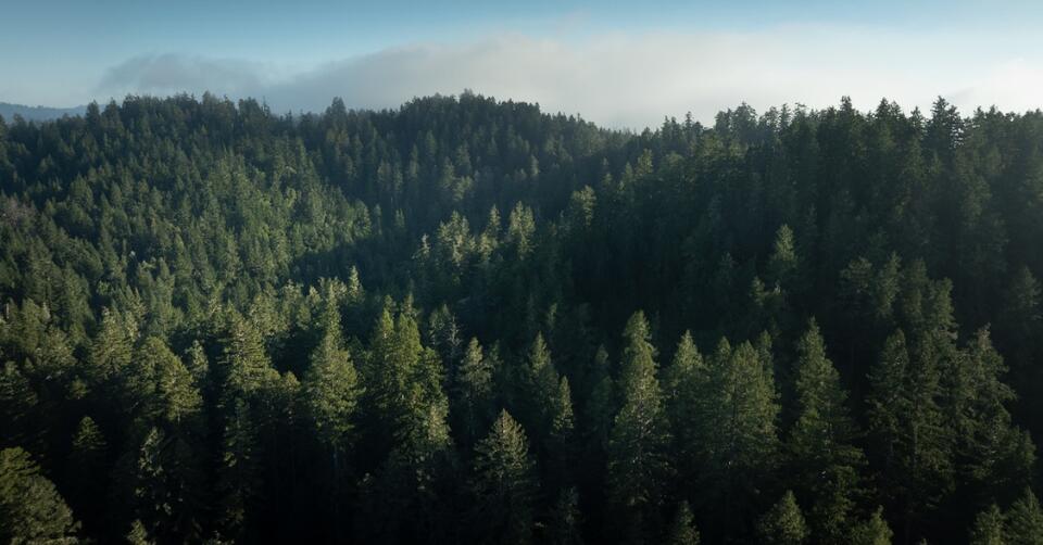 200 Acres of Ancient Redwoods Poised for Permanent Protection in Sonoma ...