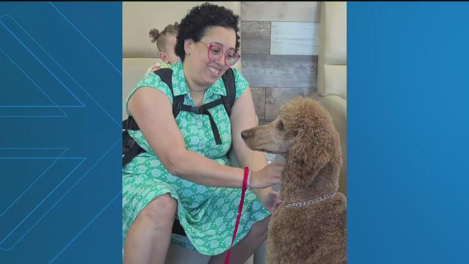 Veteran's missing service dog Bruno found dead along interstate - NewsBreak