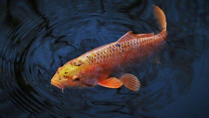 10 Most Expensive Koi Fish in the World (With Pictures) - NewsBreak