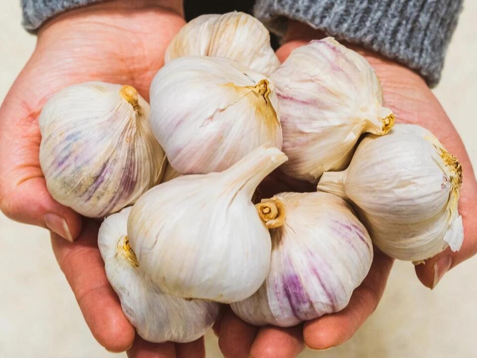 How Much Garlic Does One Clove Produce in the Garden?