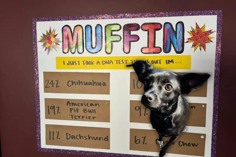 Kelly Cheese and Muffin’s Big DNA Reveal Party - NewsBreak