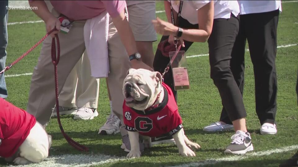 UGA introduces new mascot Boom, retires beloved Que as winningest ever ...