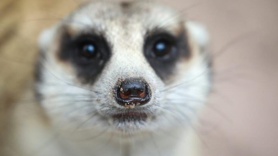 Meerkat Killed in Tragic Virginia Zoo Fire - NewsBreak