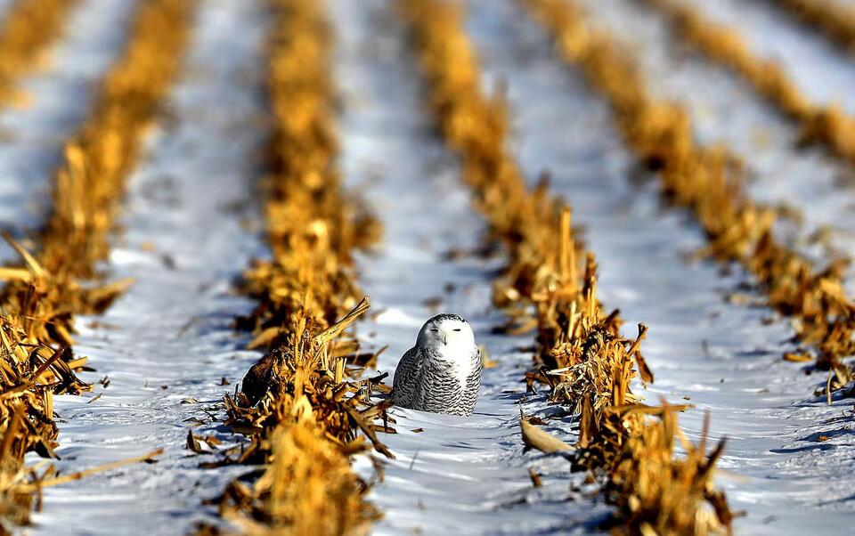 ‘Many are seen once and never again’: Birdwatchers flock to see ...