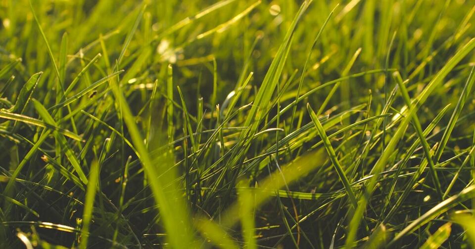 9 Reasons Why Growing A Native Garden Is Better Than A Grass Lawn ...