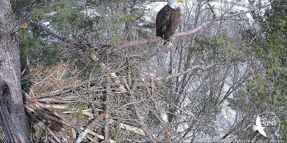VINS debuts live cameras showing wild bald eagles building nest - NewsBreak