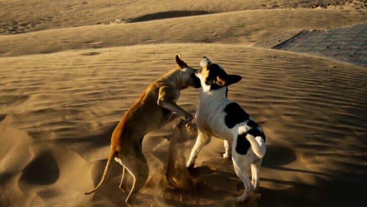 How Wild Dogs Work Together to Take Down Prey - NewsBreak
