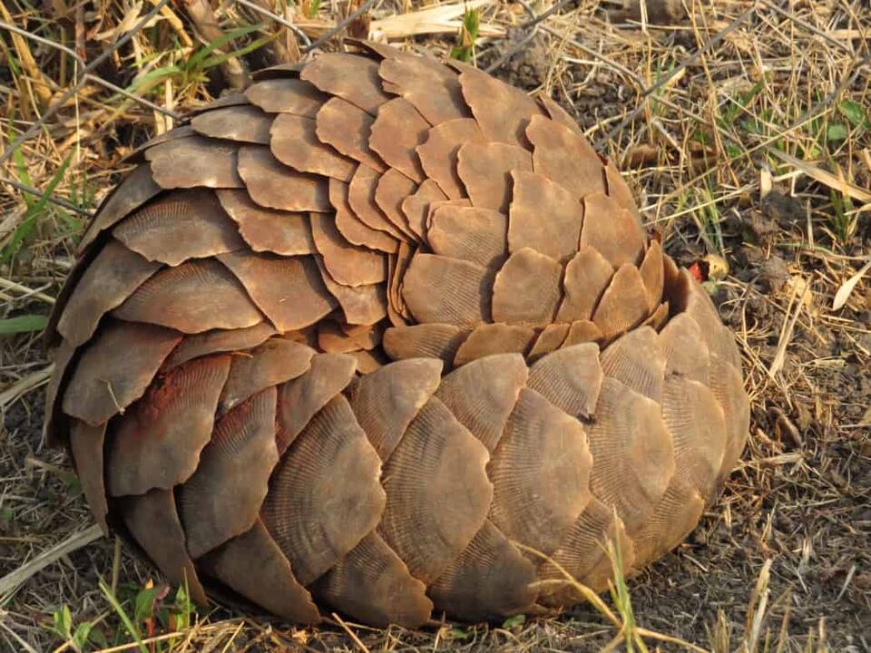 How DNA Revealed Two Hidden Species of the World’s Most Trafficked ...