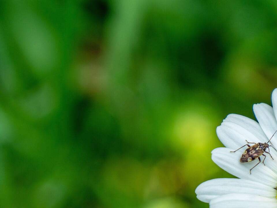 What are tarnished plant bugs? How to spot and get rid of these highly ...
