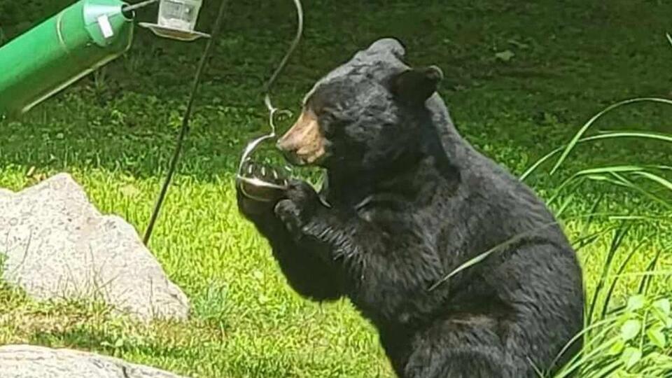 Police issue warning about bear sightings in Prospect - NewsBreak