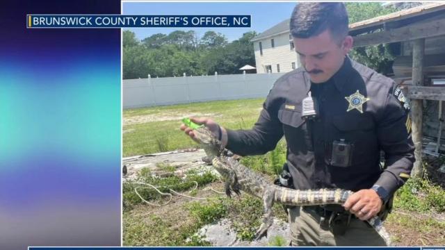 Brunswick deputy removes alligator from shed - NewsBreak
