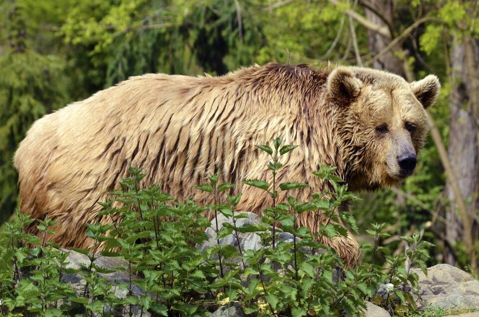 First Bear Incident of 2026 Shuts Down Yellowstone Trails - NewsBreak