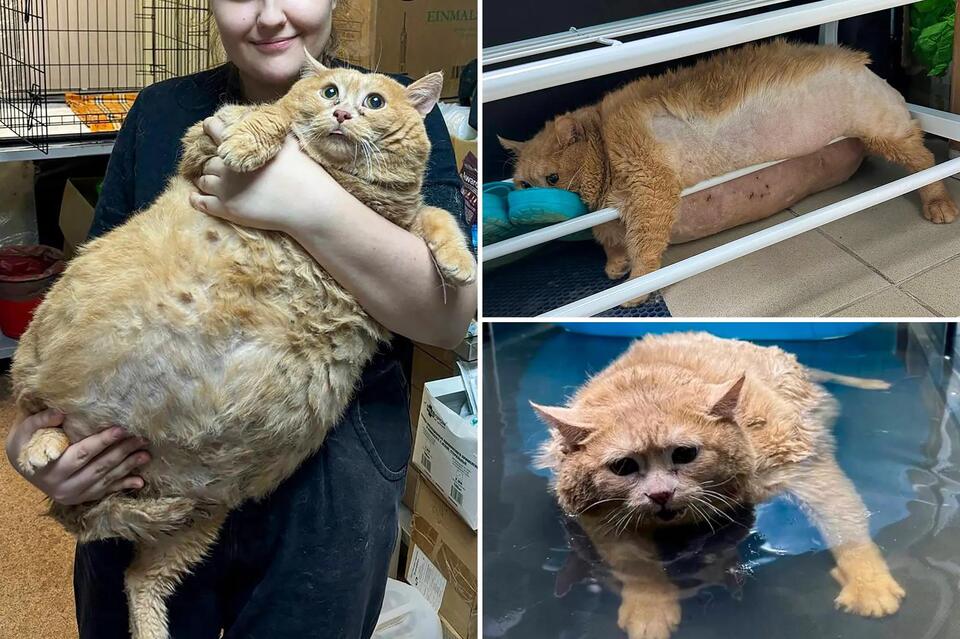 World’s fattest cat, Crumbs, dies weeks after going to a feline fat ...