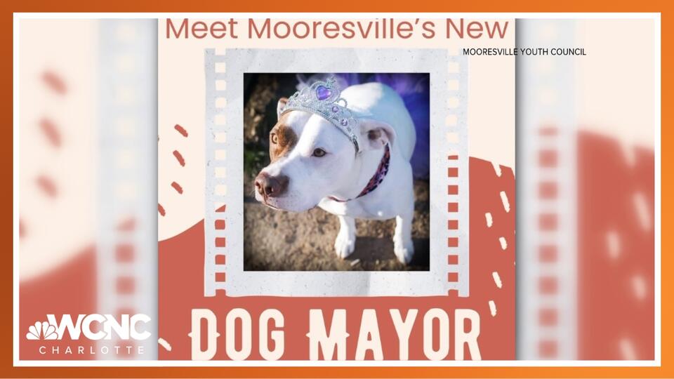 'The voters got it right' | Reya, a 12-year-old pit bull, elected new ...