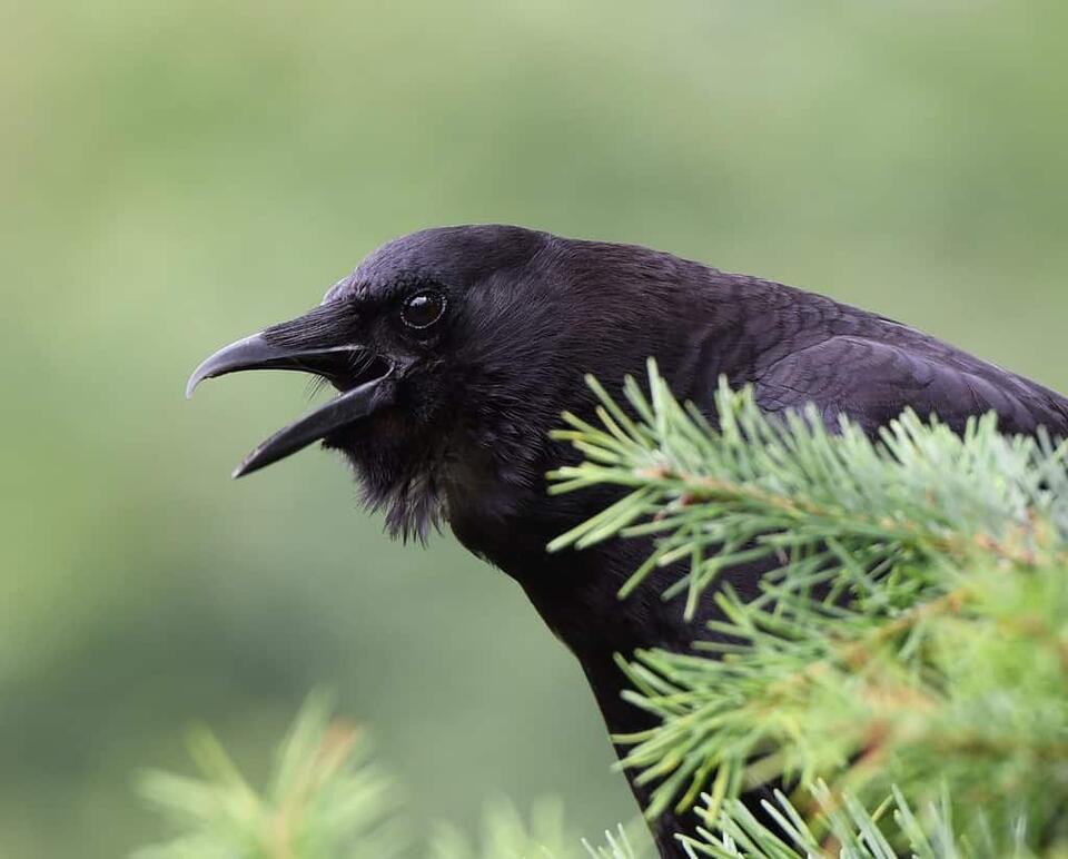 Are Crows Bad Luck? 5 Myths About Crows, Debunked - NewsBreak