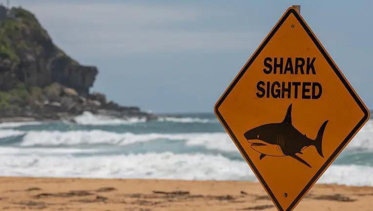 Boy, 12, killed in shark attack at cliff-jumping site - NewsBreak