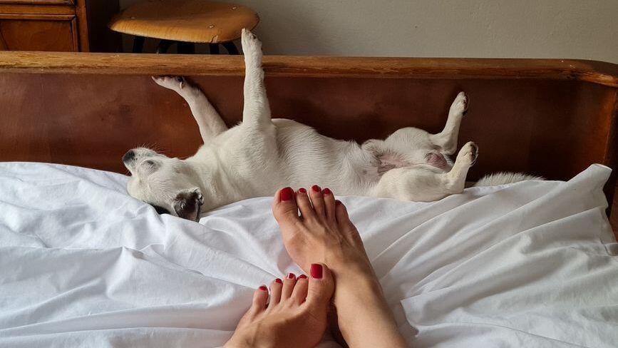 Psychology Says Dogs Who Sleep at Your Feet Instead of Beside You Are ...