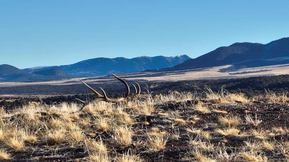 Discover The Beauty Of Shed Hunting In Utah: DWR’s Conservation Course ...