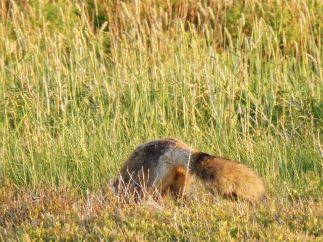 Video shows aggressive fox with rabies attack woman - NewsBreak